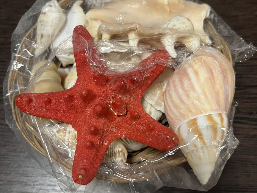 Морские ракушки