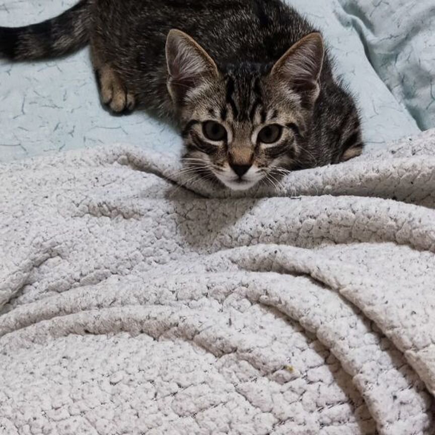 Домашний котенок