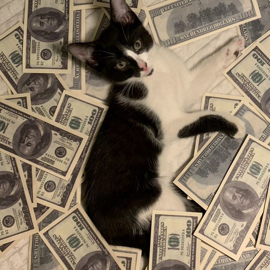 Котейка