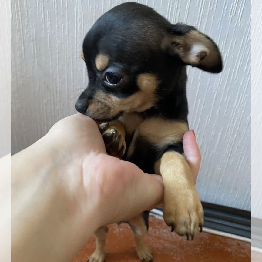 Щенки чихуахуа