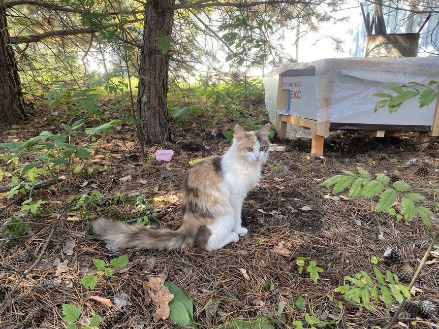 Трехцветная кошка