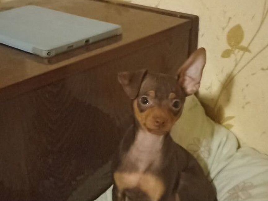 Той-терьер щенок мальчик