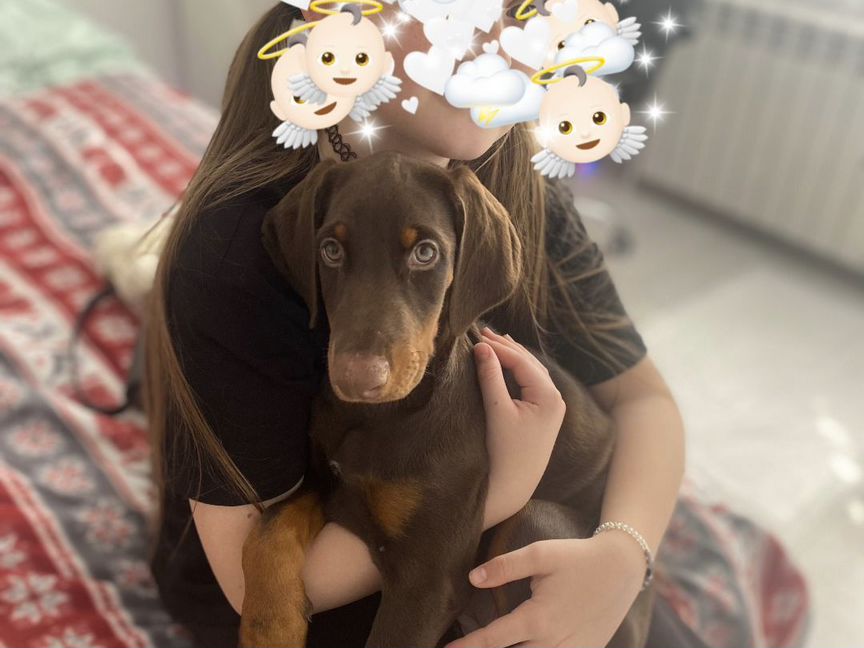 Доберман в добрые руки