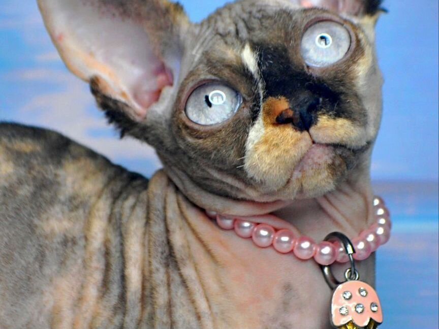 Голубоглазая принцесса