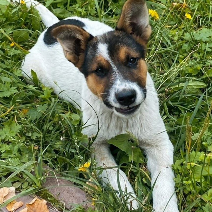 Помогите найти бездомной малышке дом