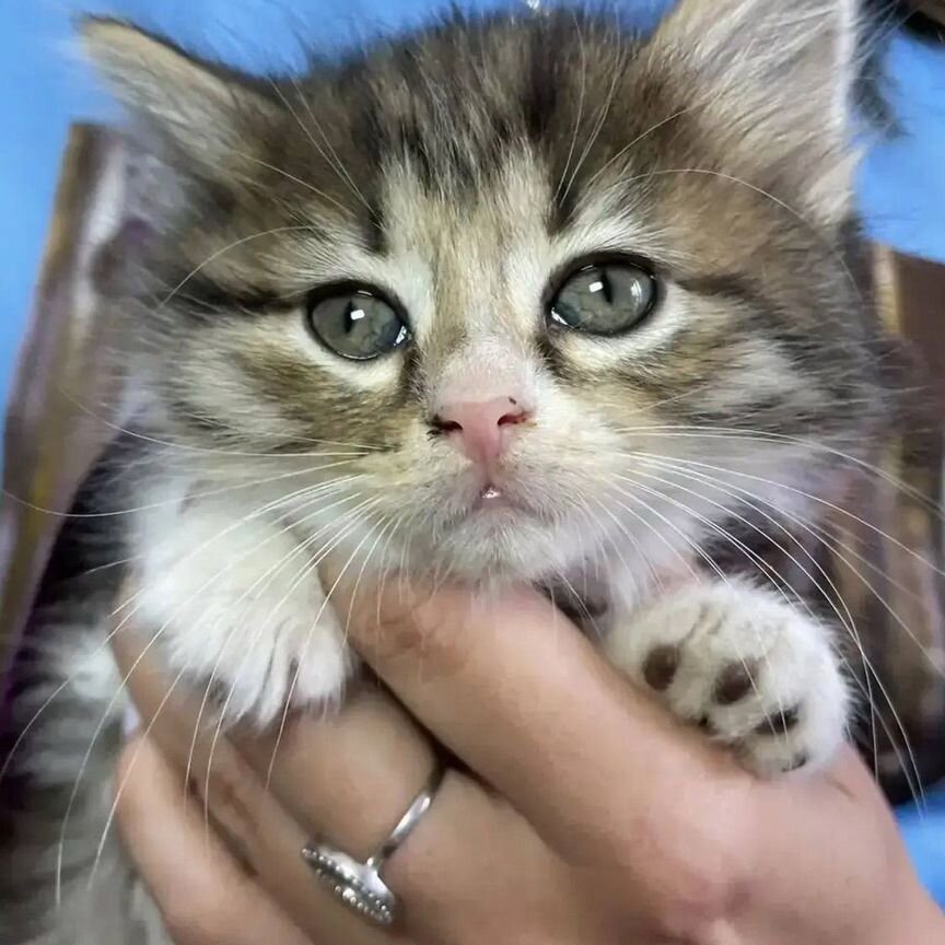 Сибирский котёнок