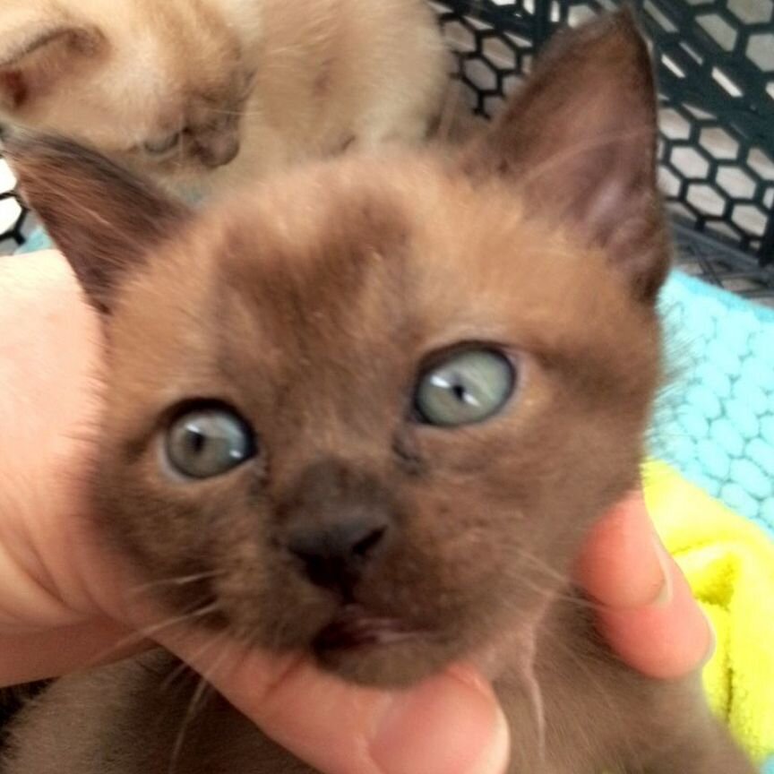 Бурманские котята