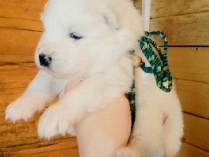 Щенок Самоедской собаки