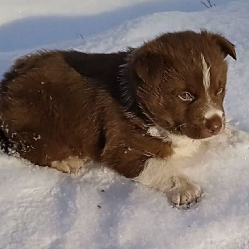 Сибирский хаски, щенок