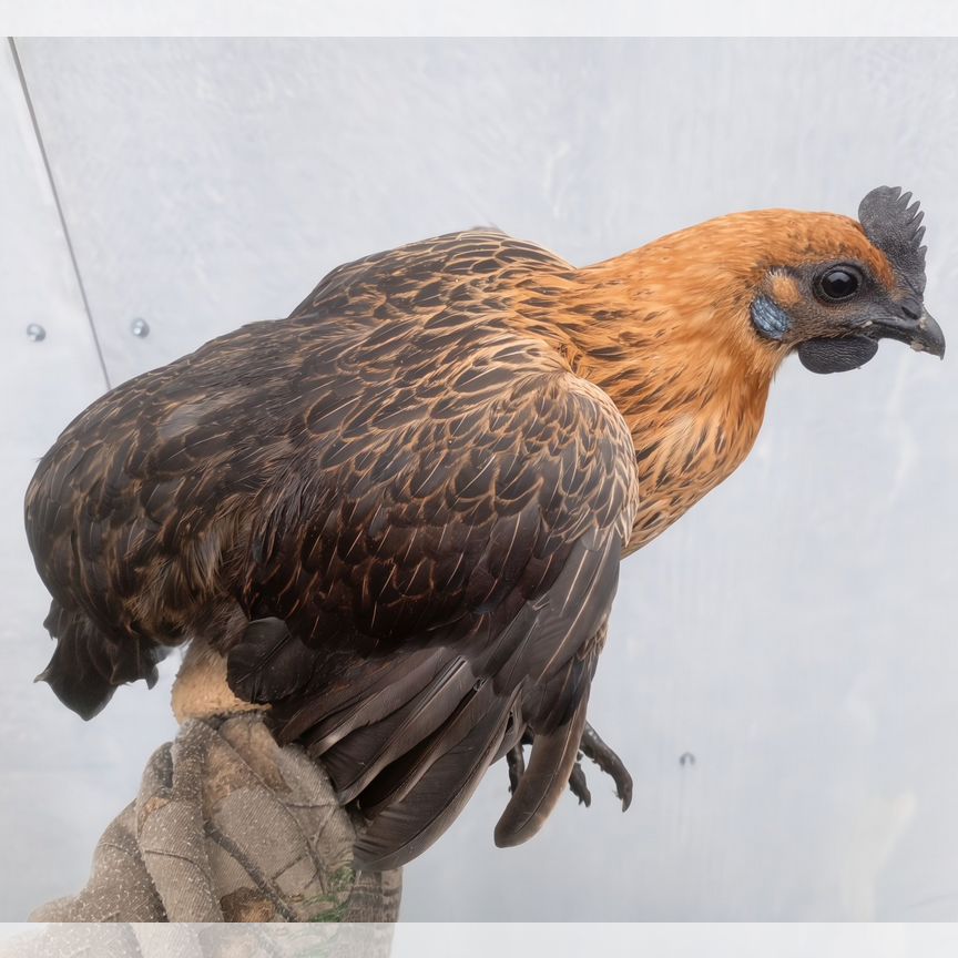 Инкубационное яйцо лакеданзи