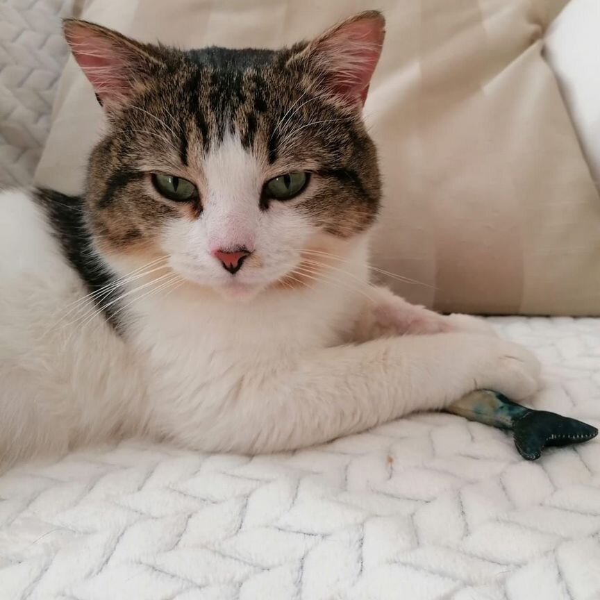 Добрейший кот