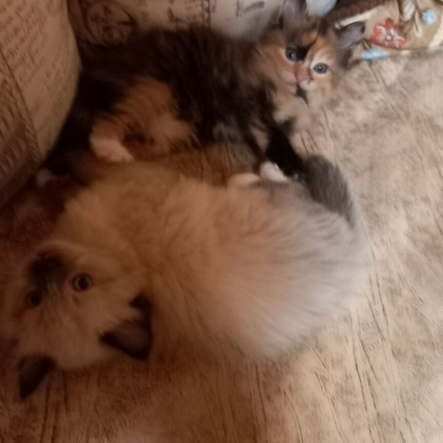 Котята в добрые руки