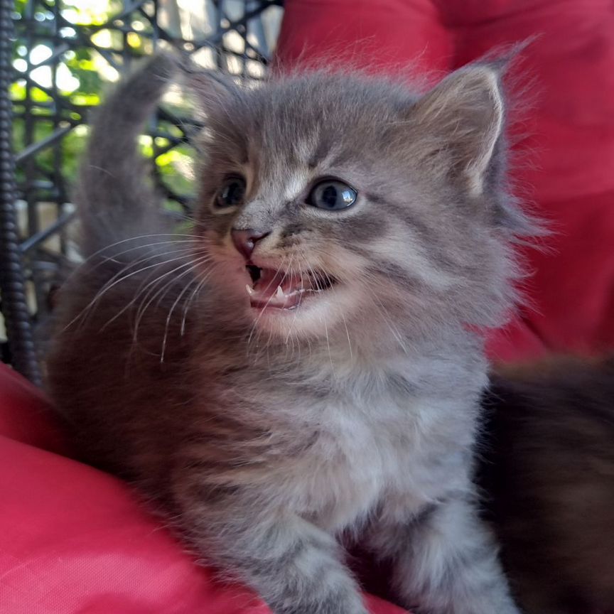 Котята. 1,5 месяца