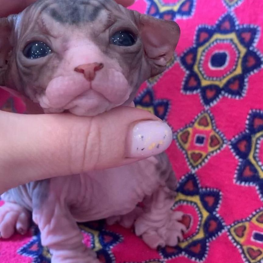 Мальчики бамбино