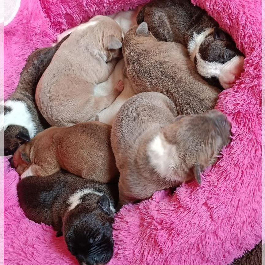 Американский питбультерьер, щенок