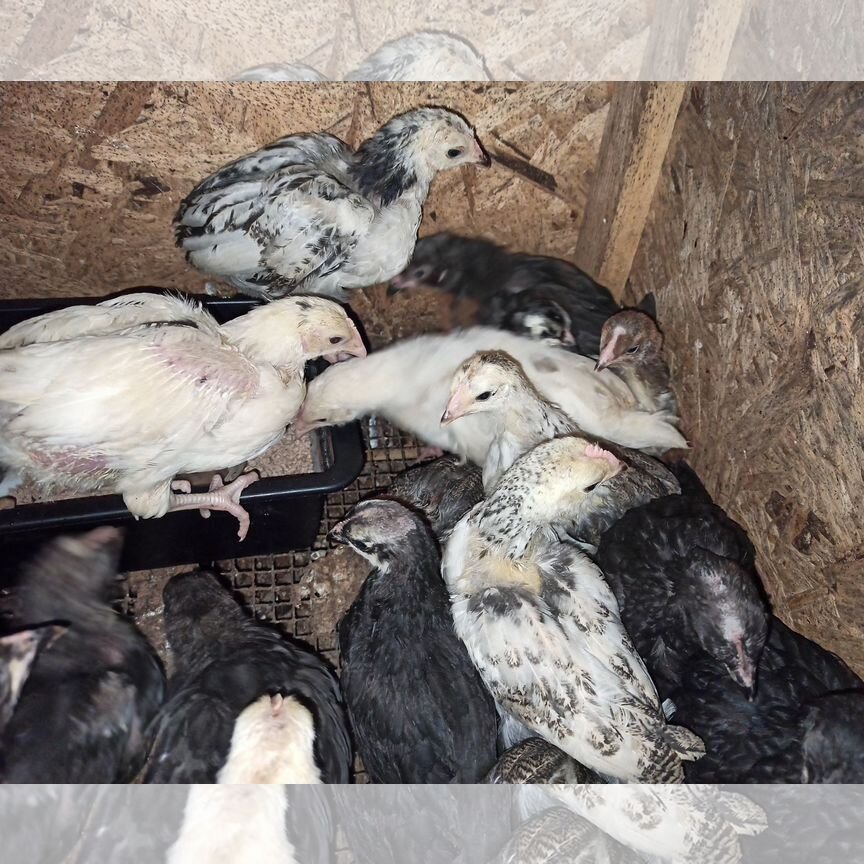 Цыплята от домашних кур