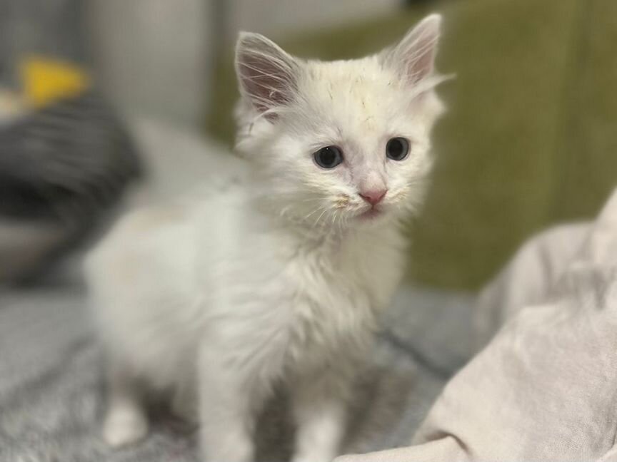 Котенок Пушок