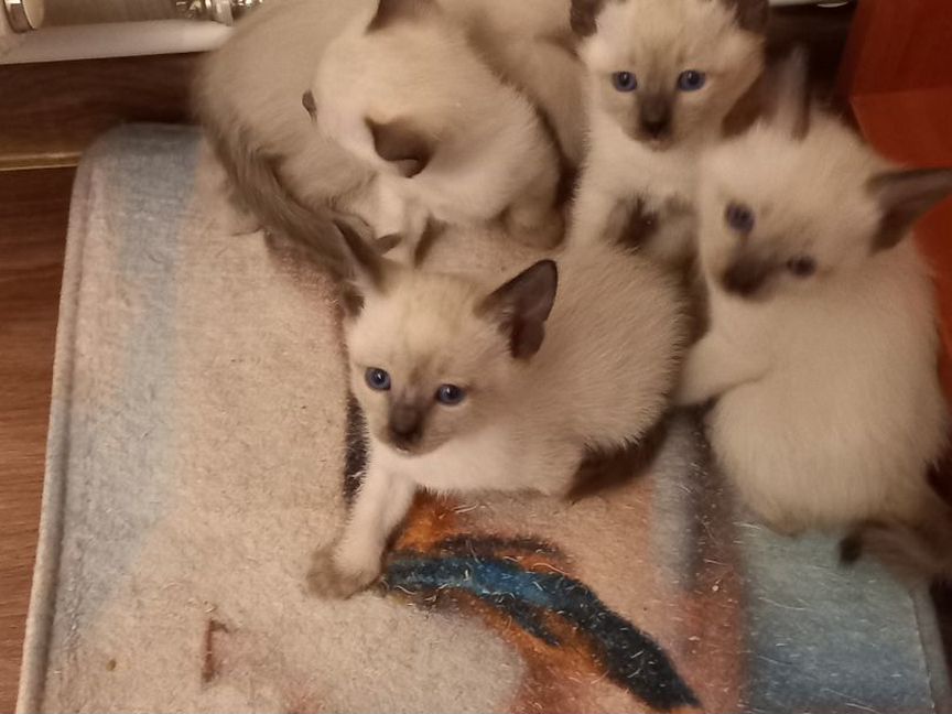 Тайские котята