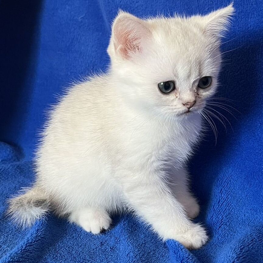 Британский длинношёрстный котёнок