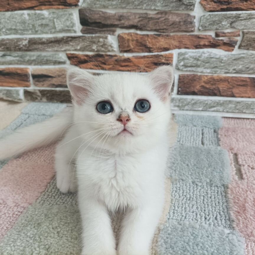 Шотландский мальчик