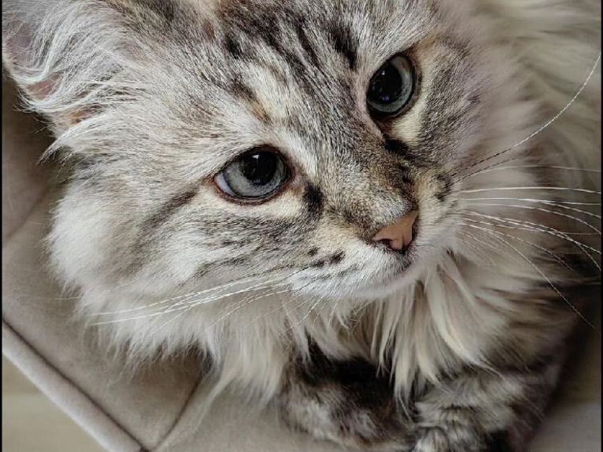 Кошка в добрые руки