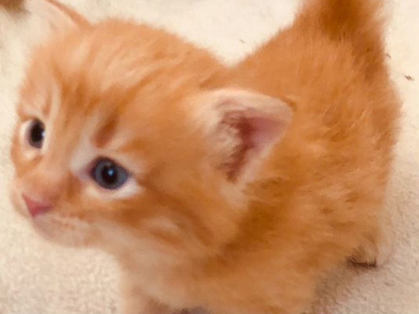 Пушистики на счастье и удачу