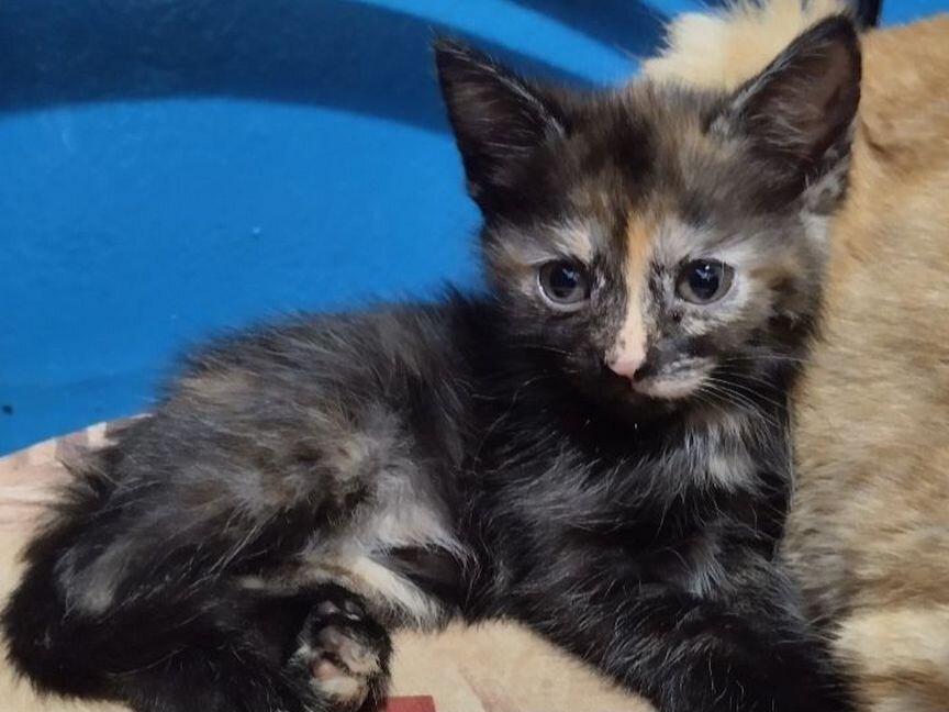 Кошки в добрые руки бесплатно