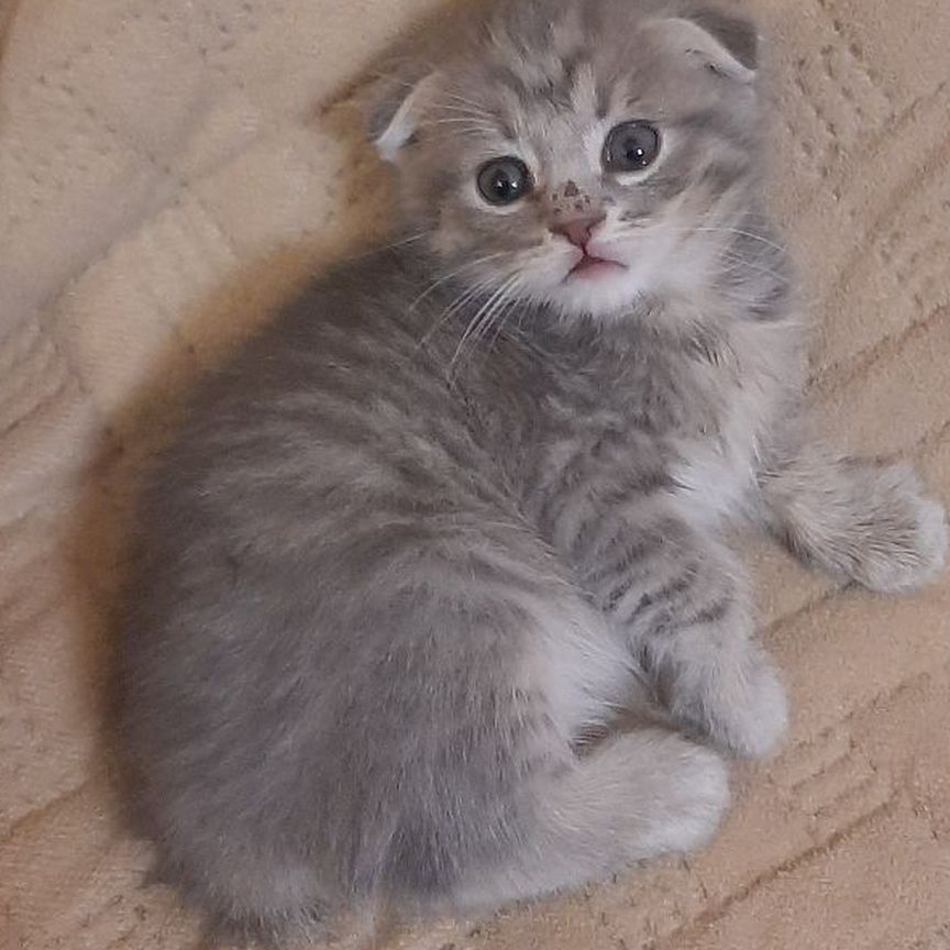 Шотландский вислоухий короткошёрстный котёнок
