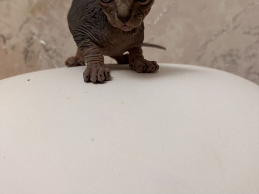 Канадский сфинкс эльф котенок