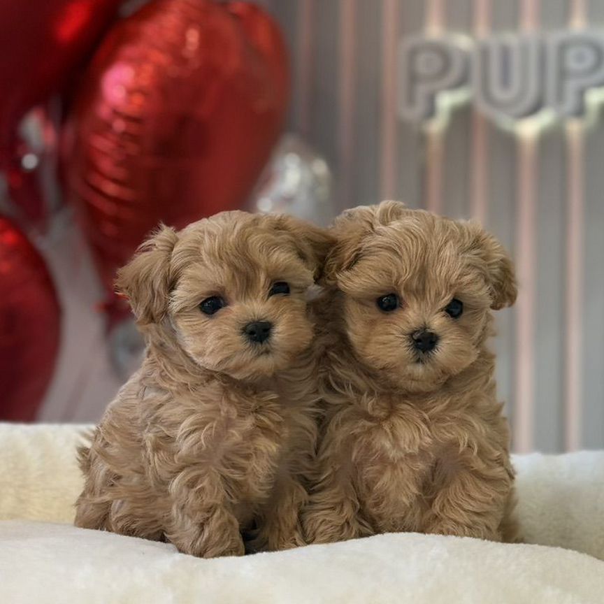 Мальтипу, щенок