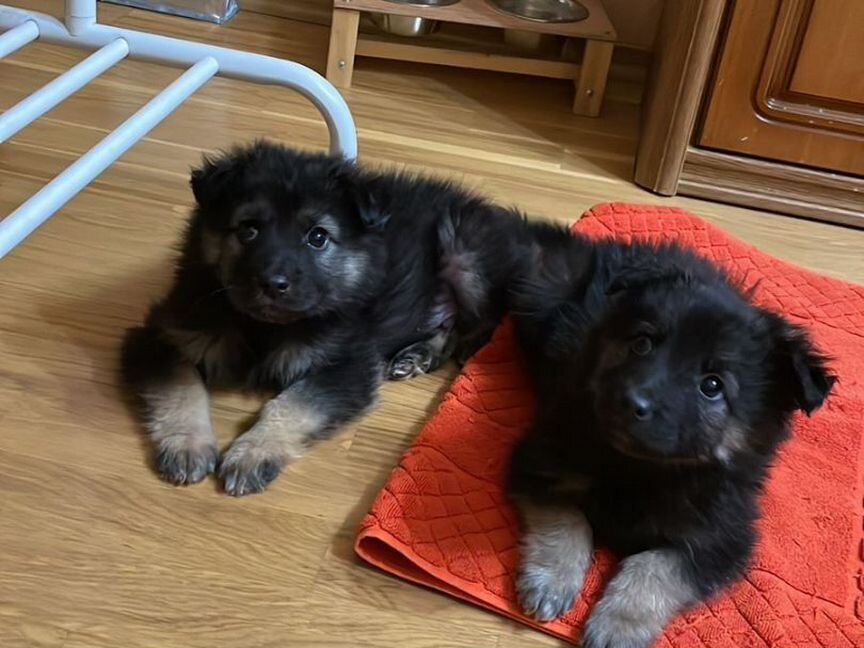 2 месяца, щенята