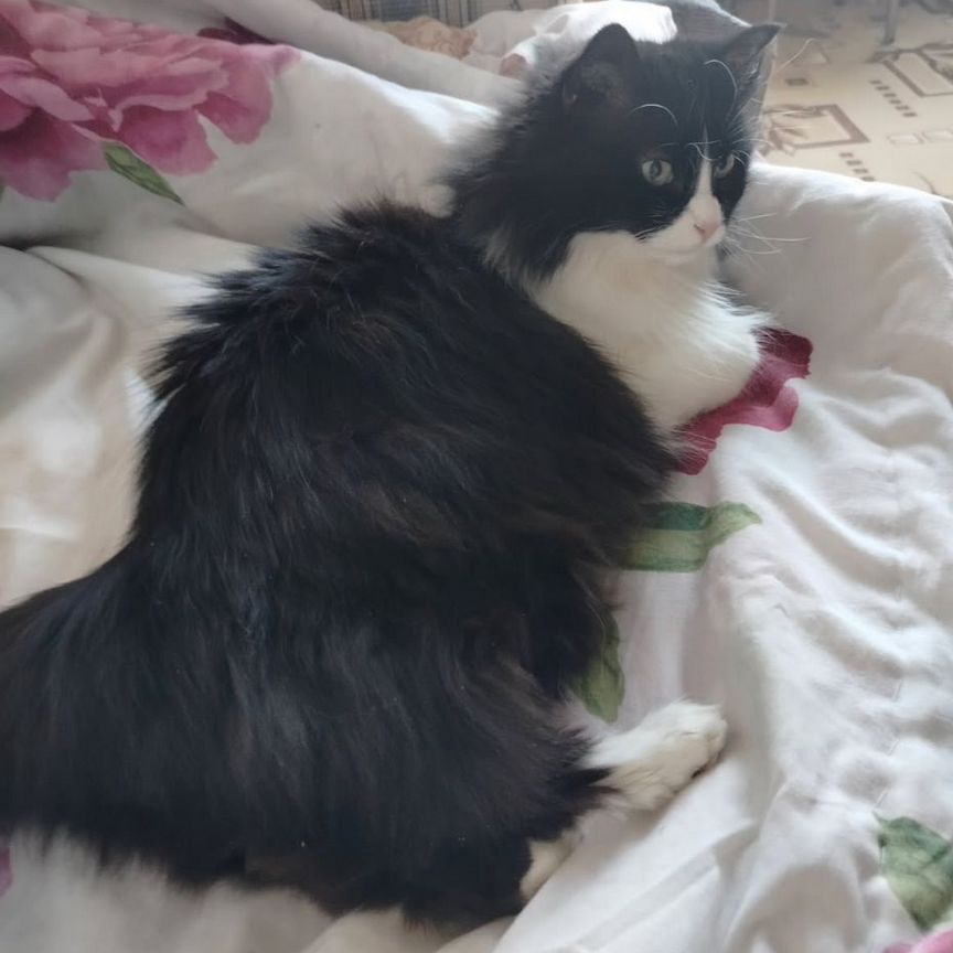 Взрослая, кошка в добрые руки