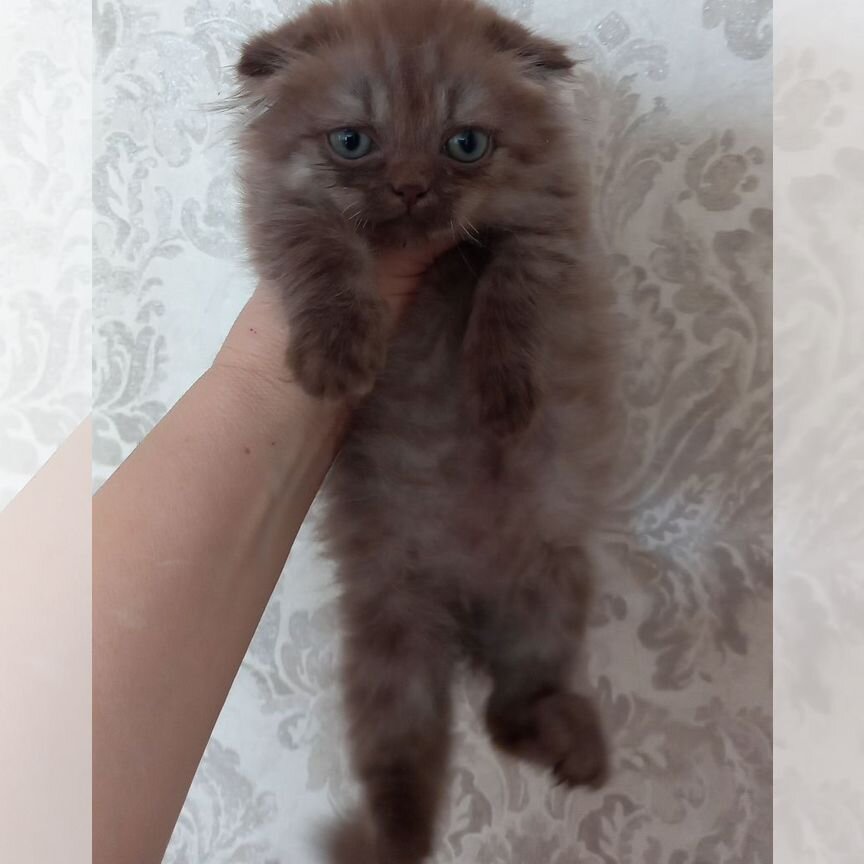 Шотландская вислоухая