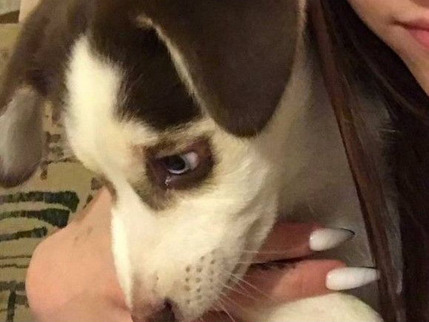 Щенок сибирской хаски