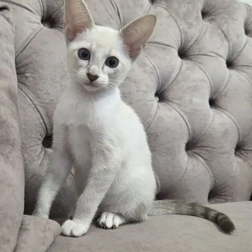 Ориентальный котёнок