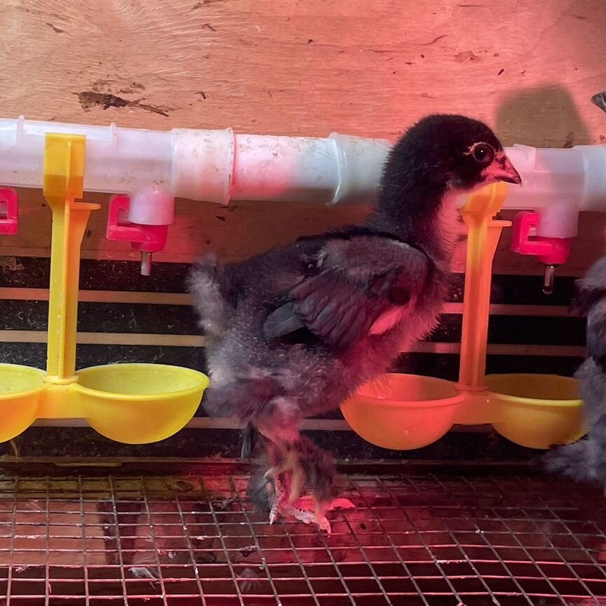 Цыплята породы Брама