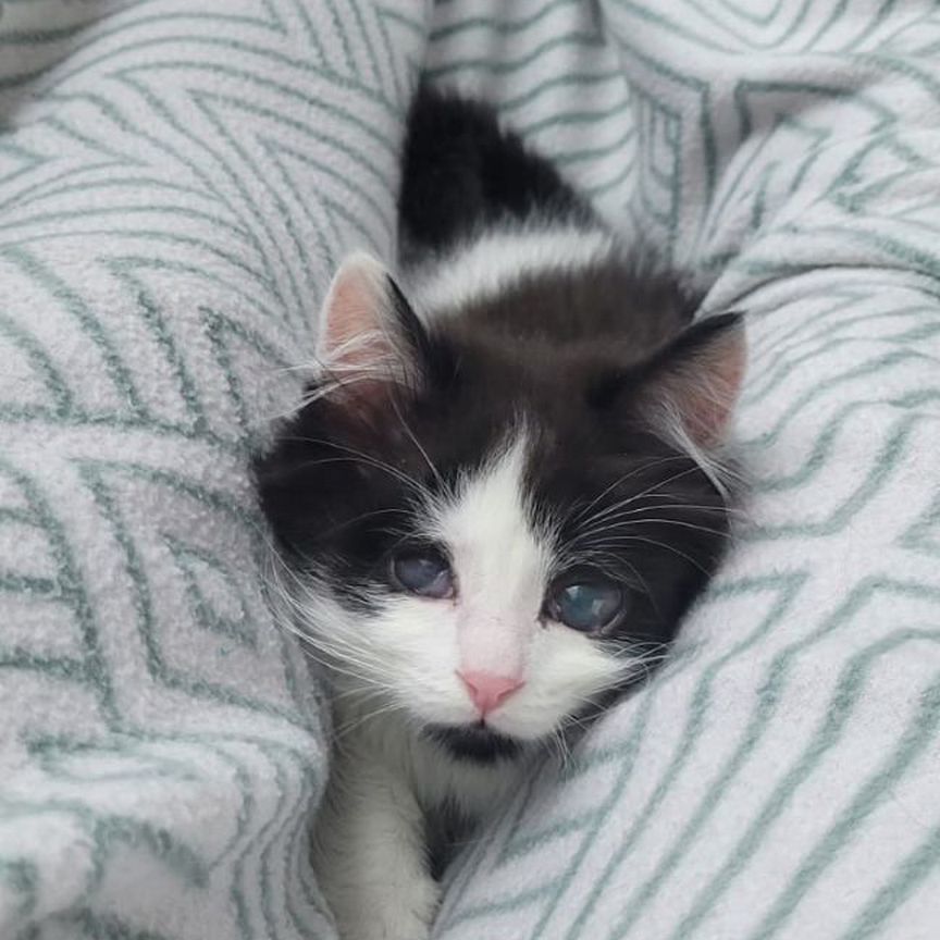 Отдам в добрые руки