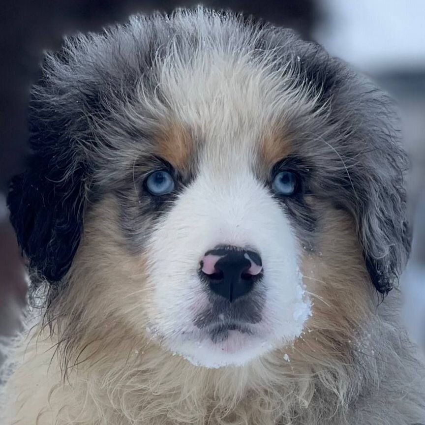 Миниатюрная американская овчарка, щенок