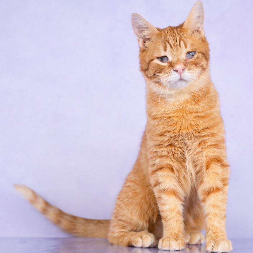 Рыжий кот в добрые руки