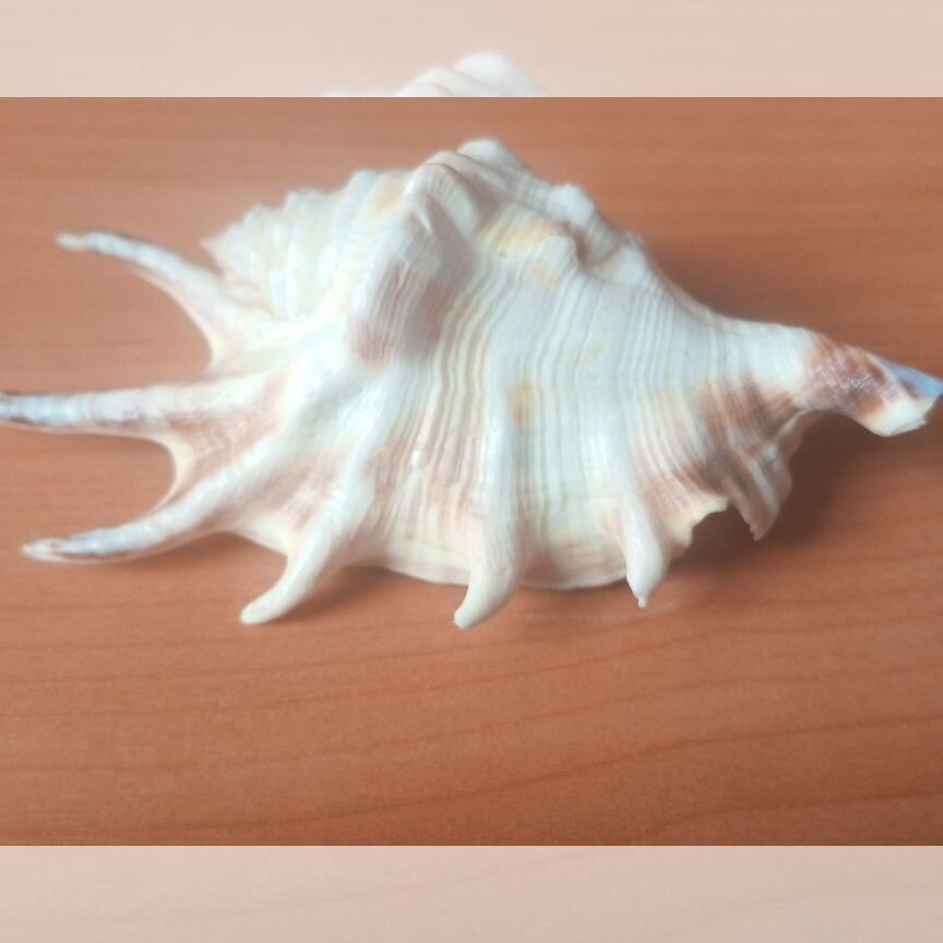 Ракушка морская