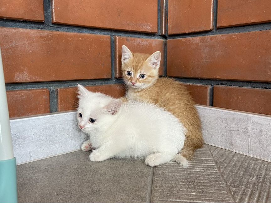 Малейшие котята в добрые заботливые руки