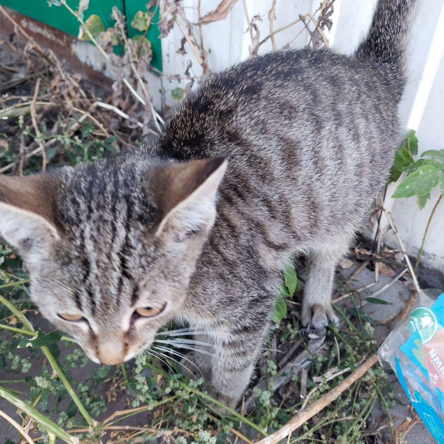 Котята в добрые руки бесплатно