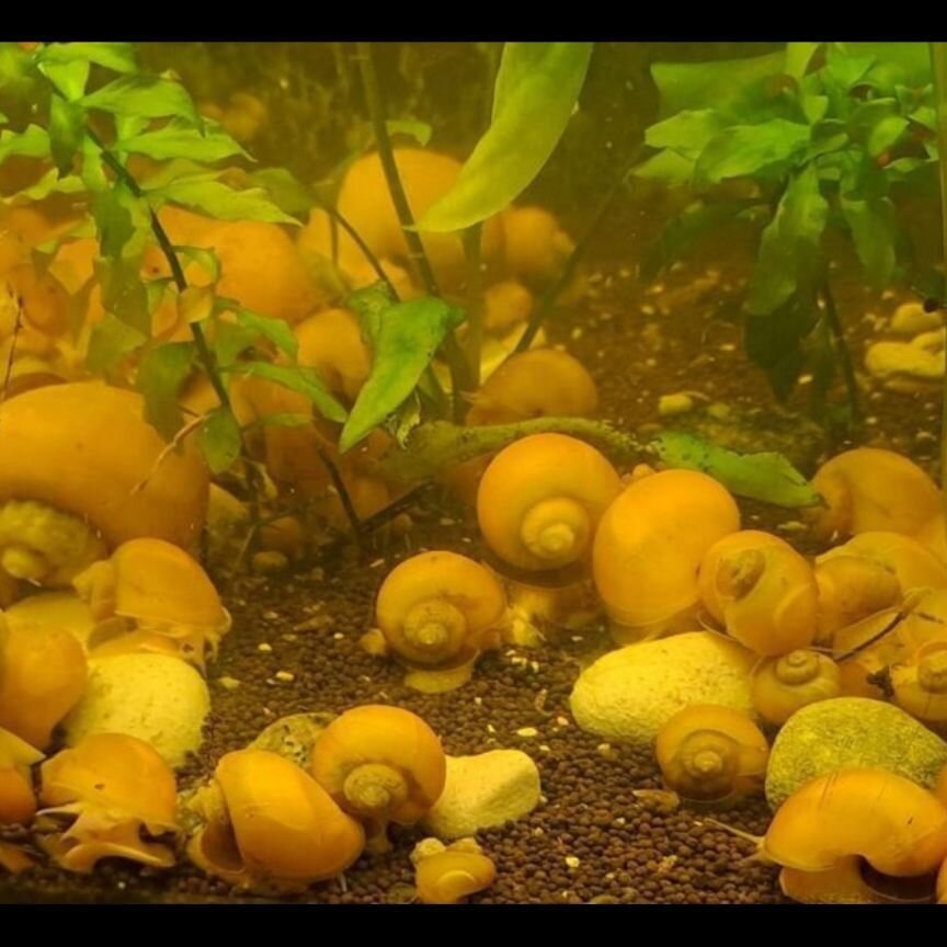 Улитки аквариумные ампулярии