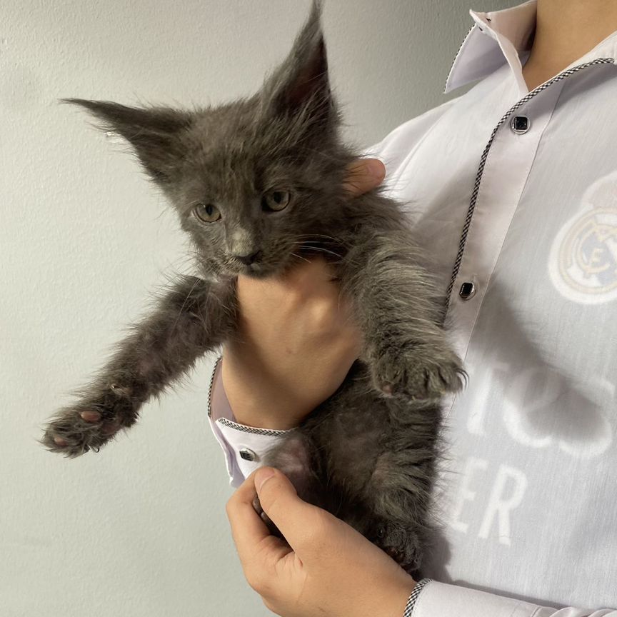 Мейн-кун котёнок