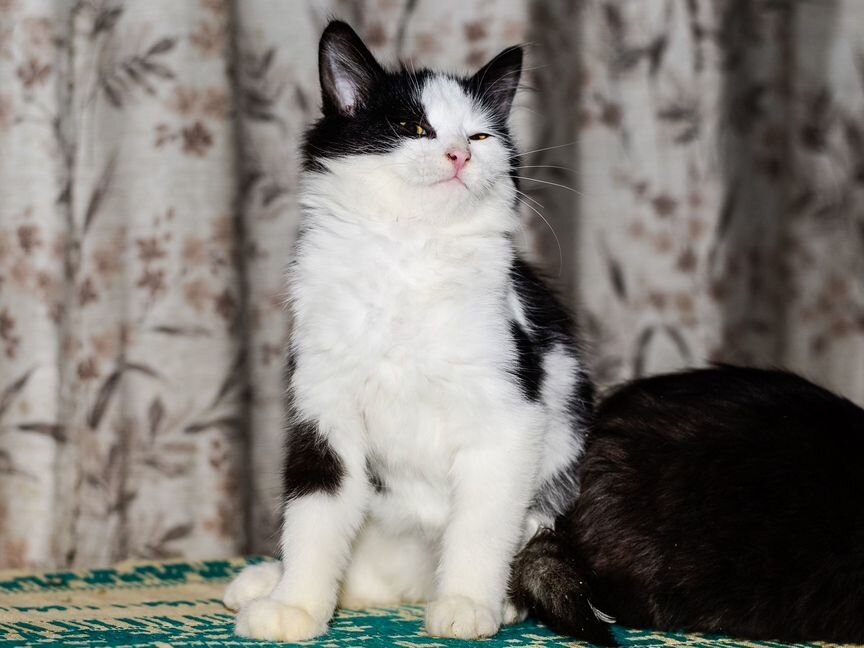 Пушистые котята