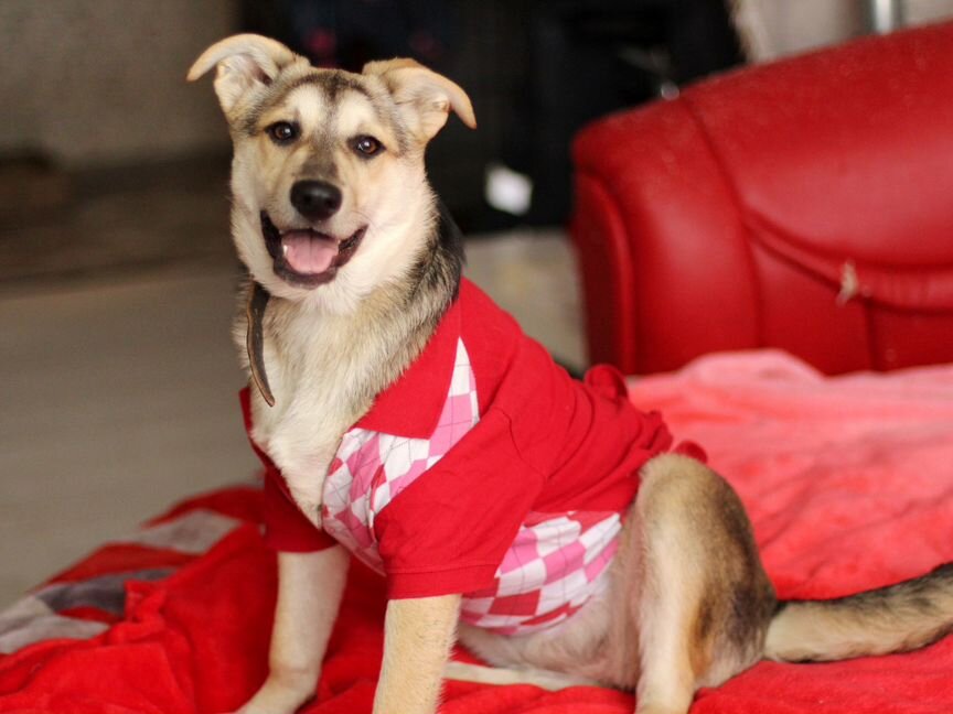 Мисс Обаяние щенуля Манечка 6 мес, в дар