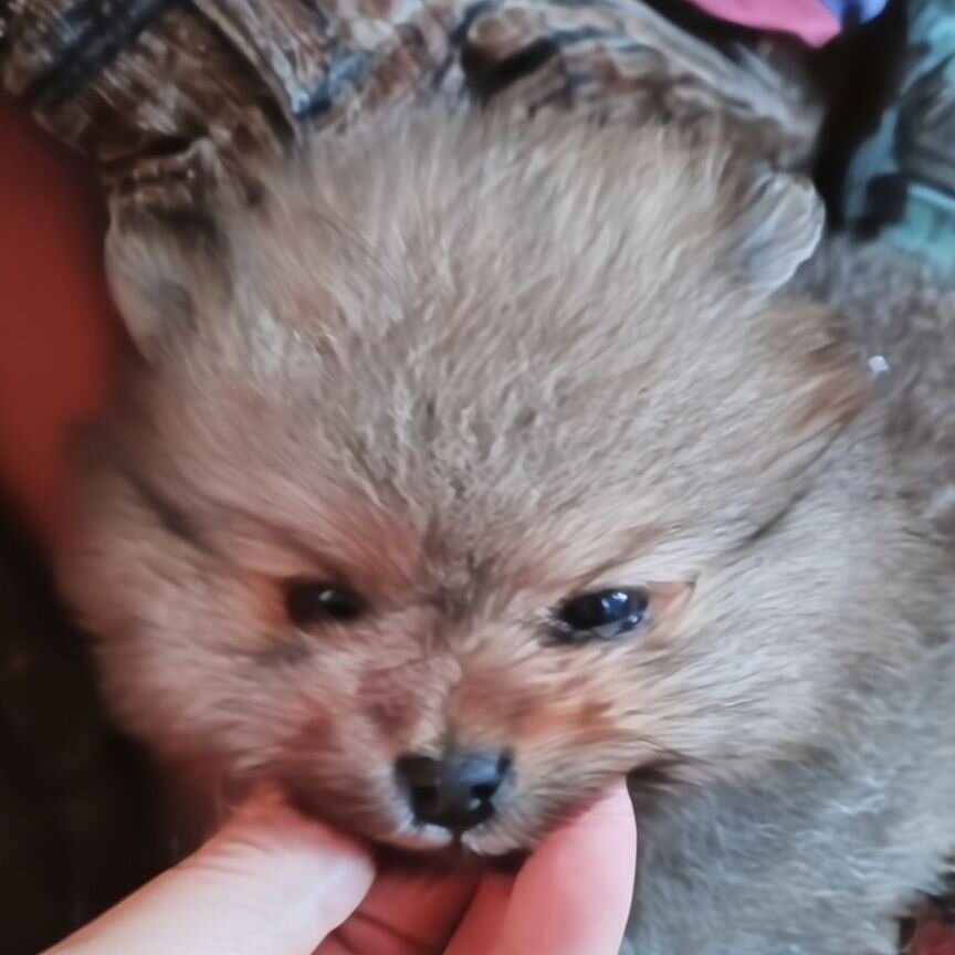 Померанский шпиц, щенок