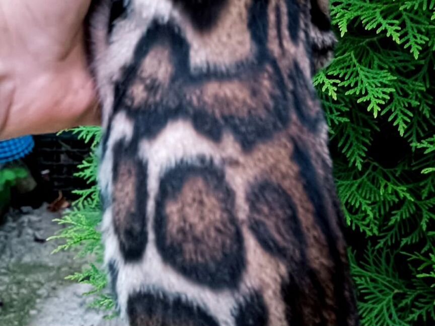 Потрясающая красотка