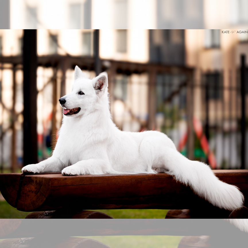 Белая швейцарская овчарка, щенок