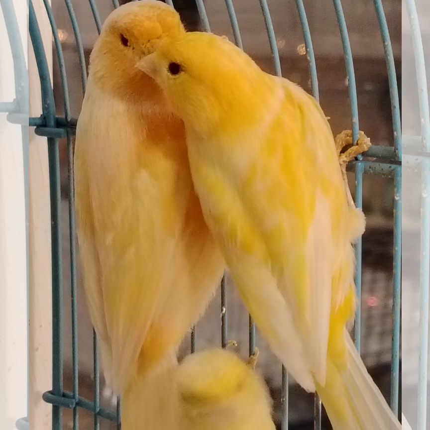 Кенара и канарейки